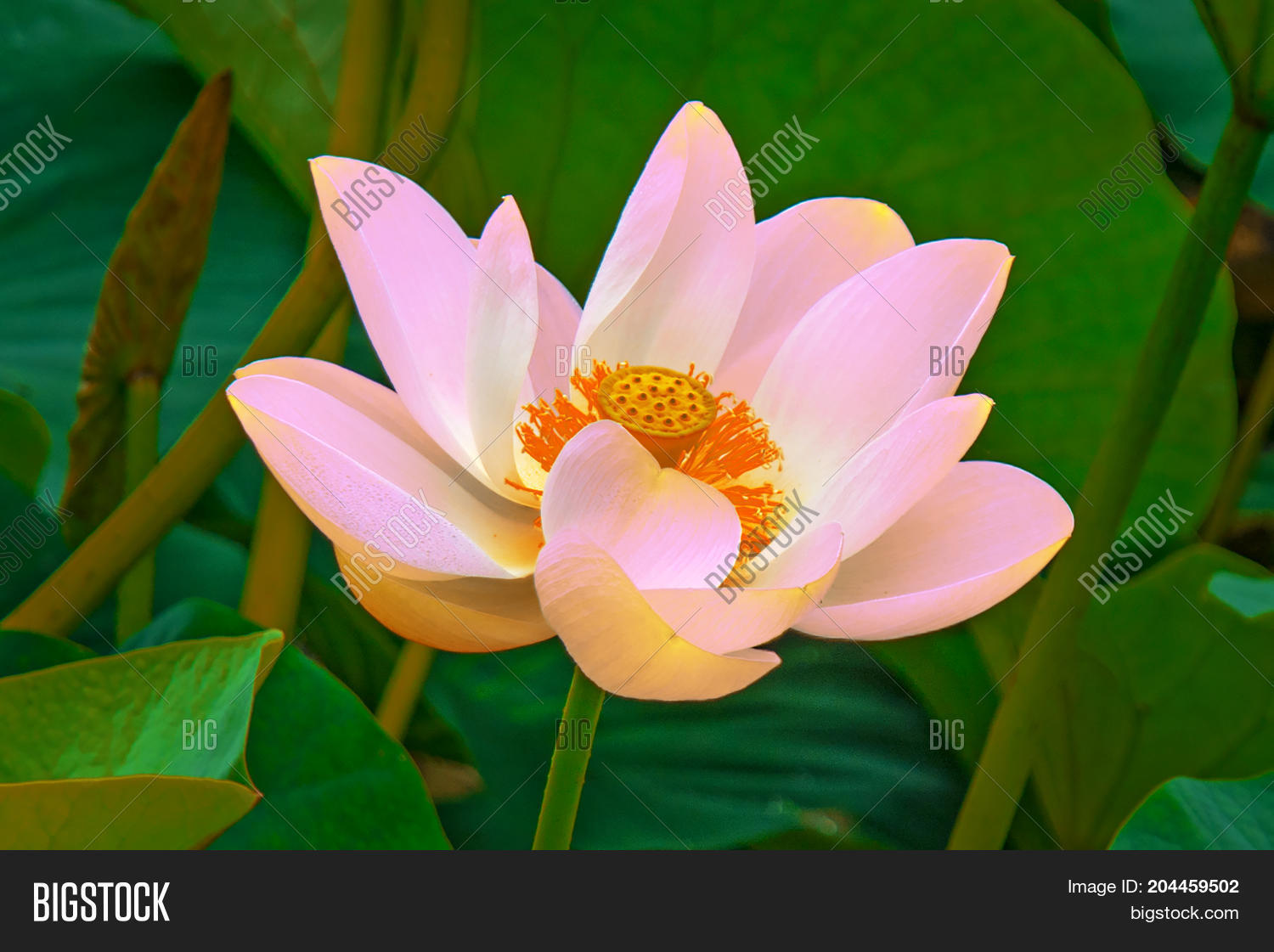 Large Lotus Flowers. Image & Photo (Free Trial) | Bigstock