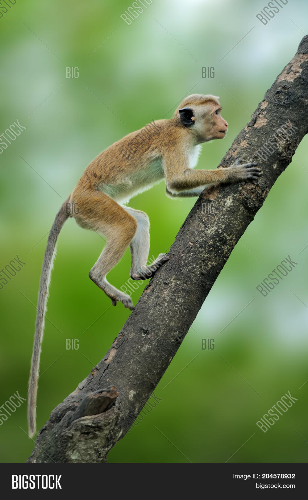Toque Macaque, Macaca Image & Photo (Free Trial) | Bigstock