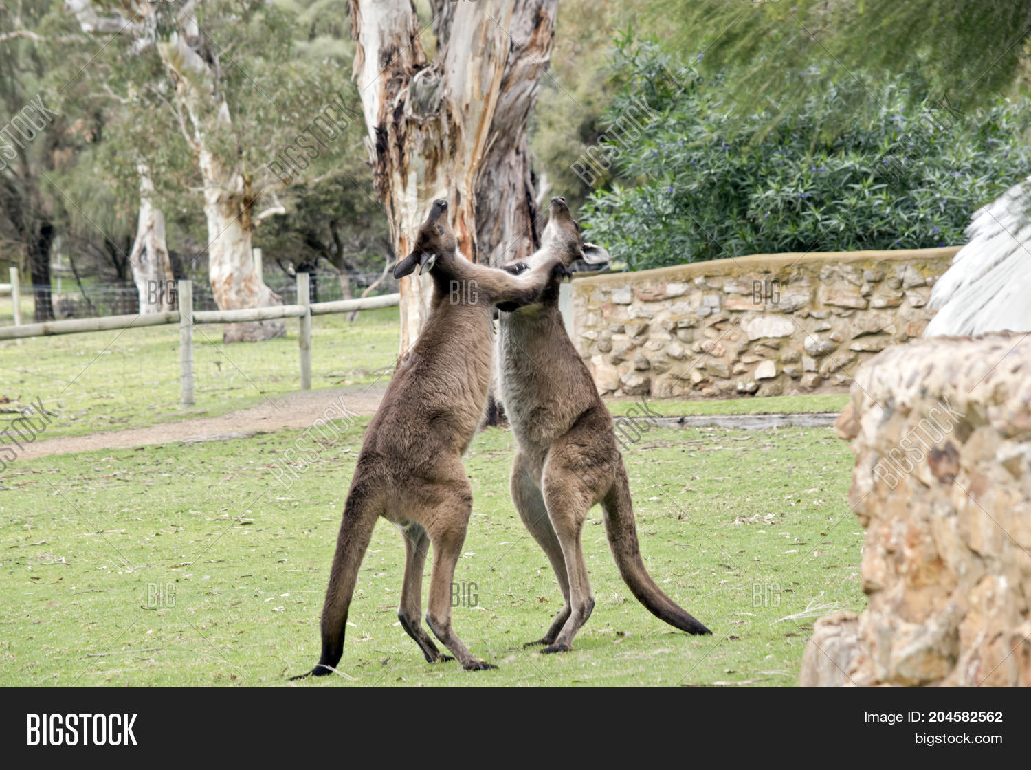 Two Kangaroo-Island Image & Photo (Free Trial) | Bigstock