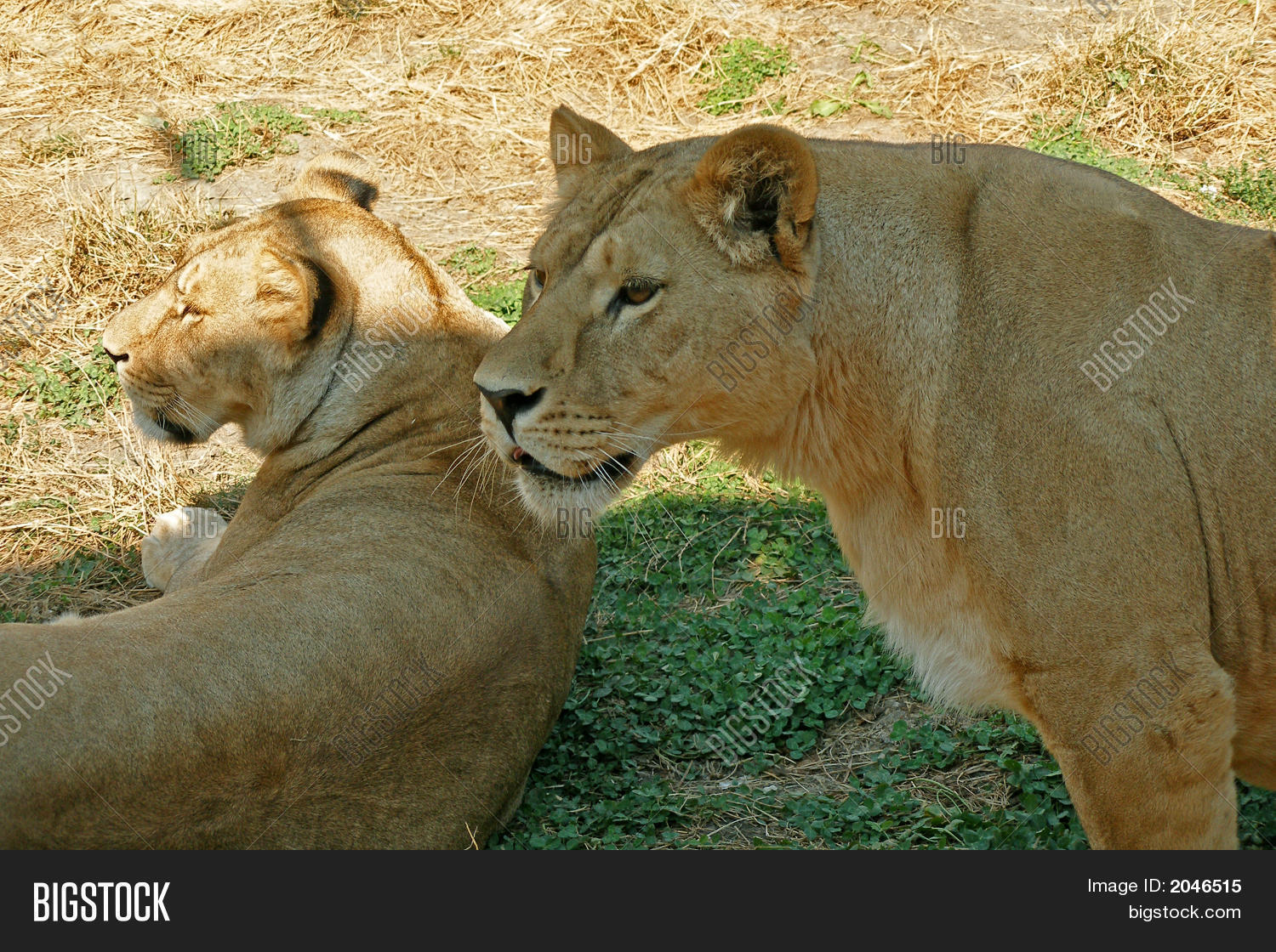 Lioness Lion Image & Photo (Free Trial) | Bigstock