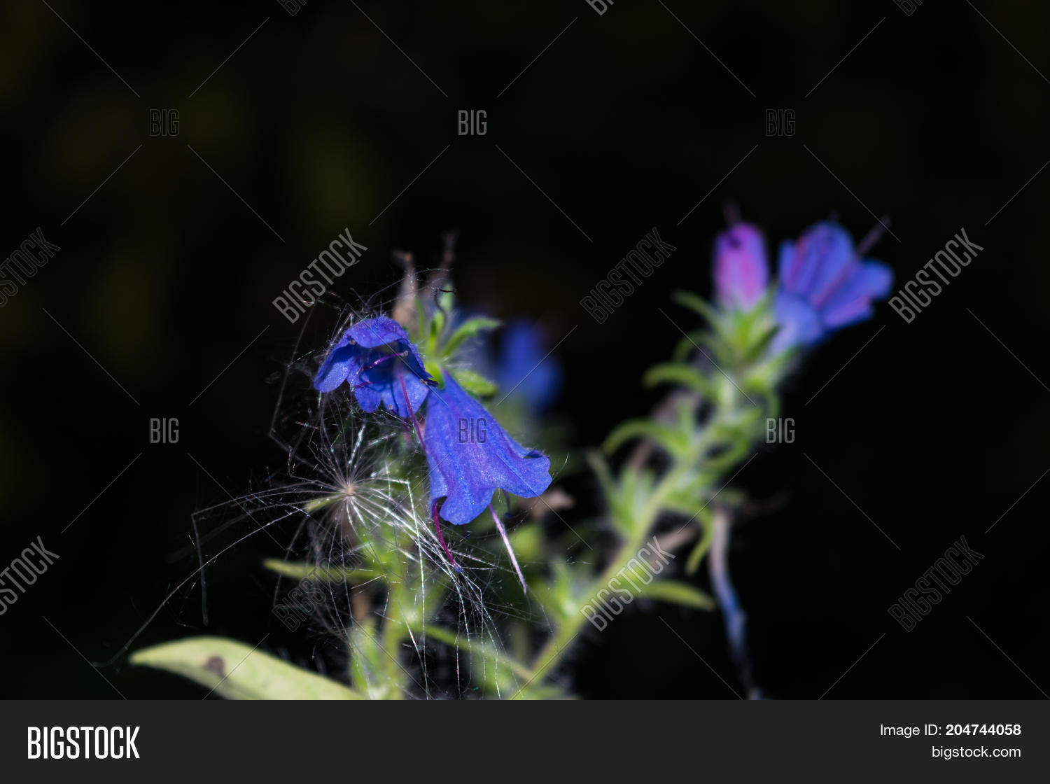 Blue Forest Flowers Image & Photo (Free Trial) | Bigstock