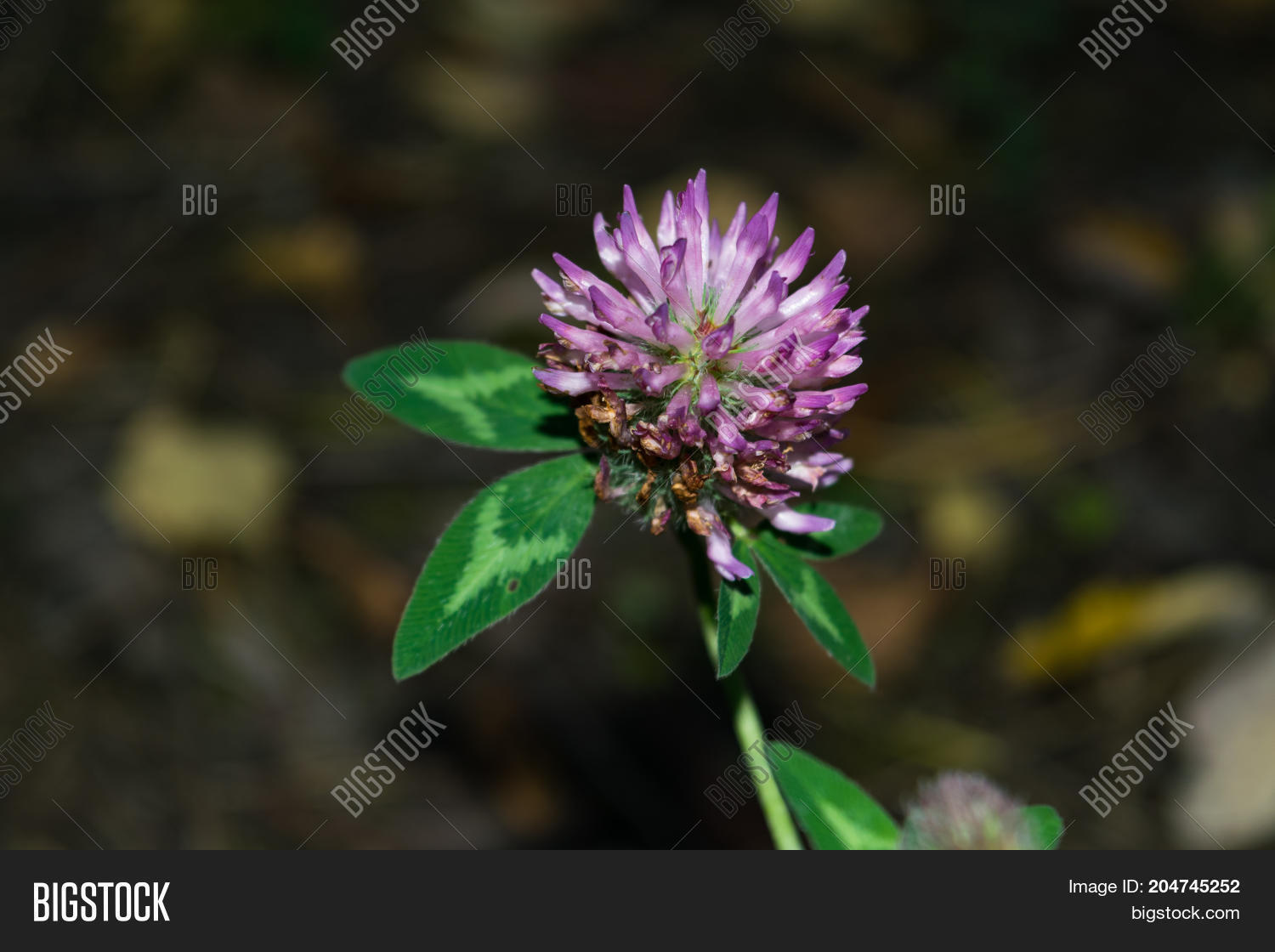 Beautiful Clover Image & Photo (Free Trial) | Bigstock