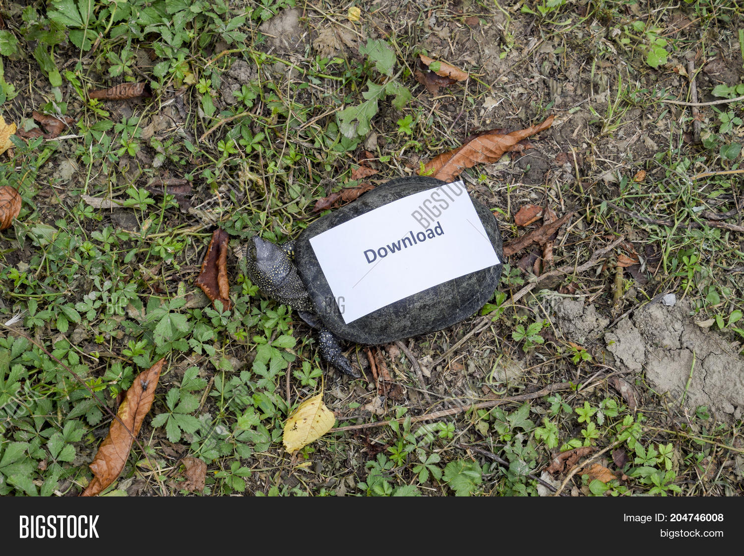 Download. Bad Internet Image & Photo (Free Trial) | Bigstock