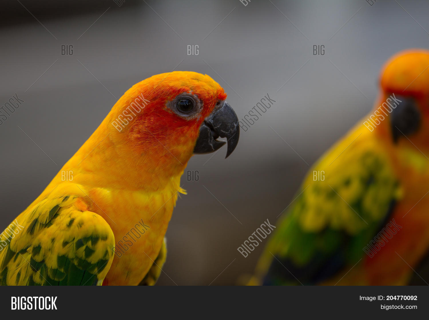 Sun Parakeet Sun Image & Photo (Free Trial) | Bigstock
