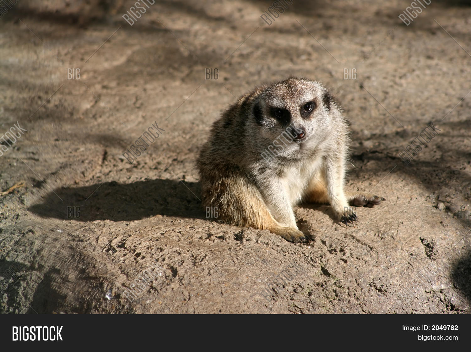 Relaxed Gazing Meerkat Image & Photo (Free Trial) | Bigstock