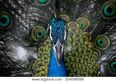 Peacock Close Colorful Image & Photo (Free Trial) | Bigstock