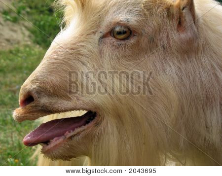 Goat Tongue Image & Photo (Free Trial) | Bigstock