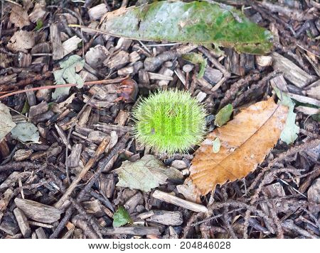 Spiky Ferns Images, Illustrations & Vectors (Free) - Bigstock