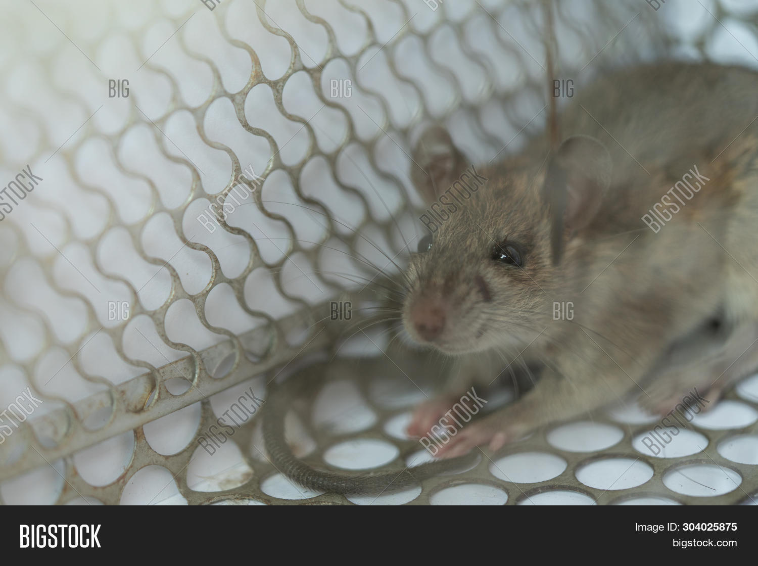Brown Rat Trapped Image & Photo (Free Trial) | Bigstock