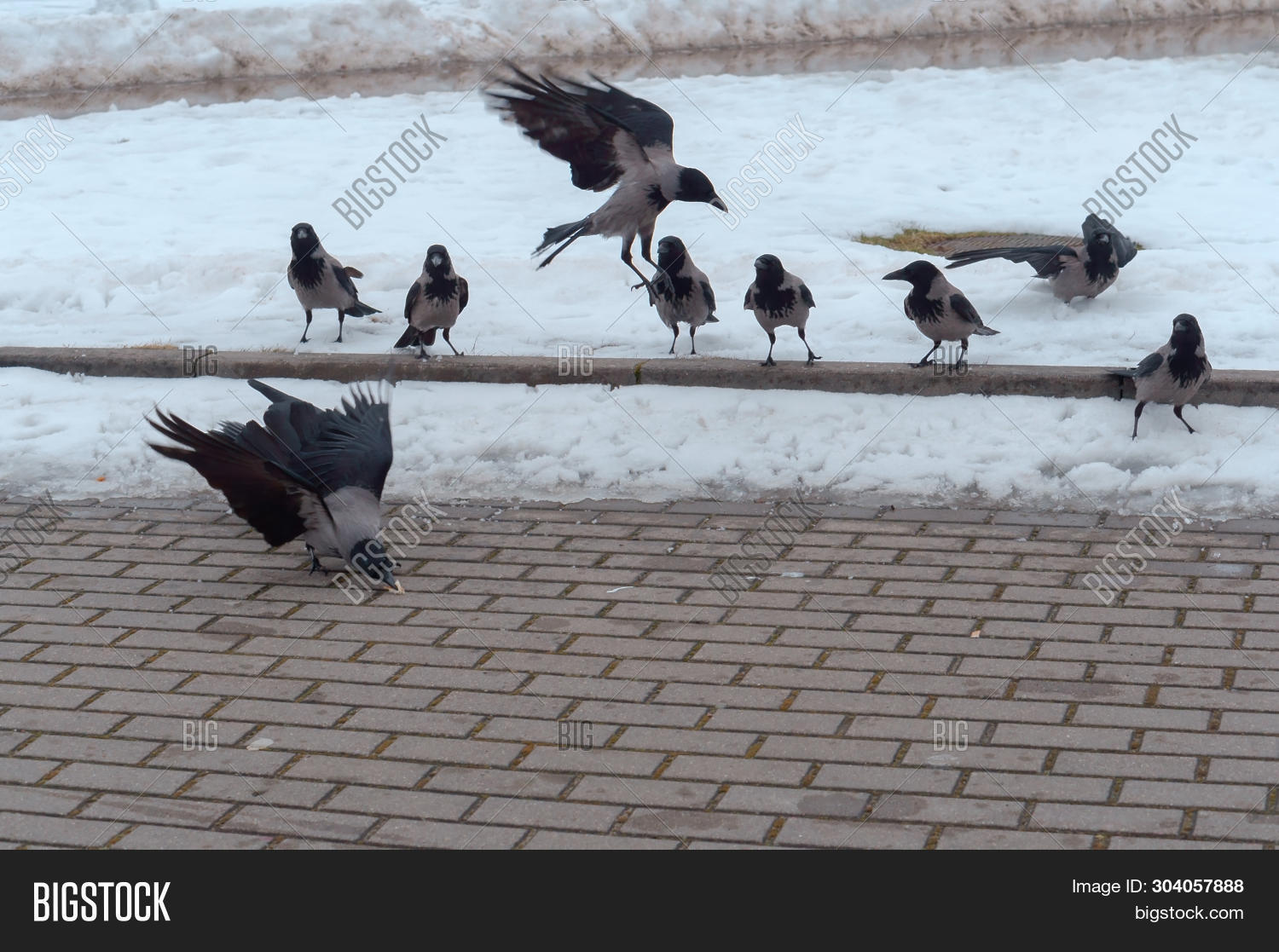 Flock Gray Crows City Image & Photo (Free Trial) | Bigstock