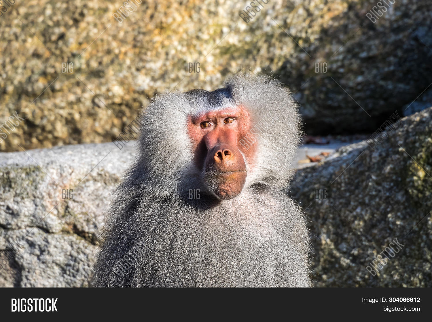 Hamadryas Baboon, Image & Photo (Free Trial) | Bigstock