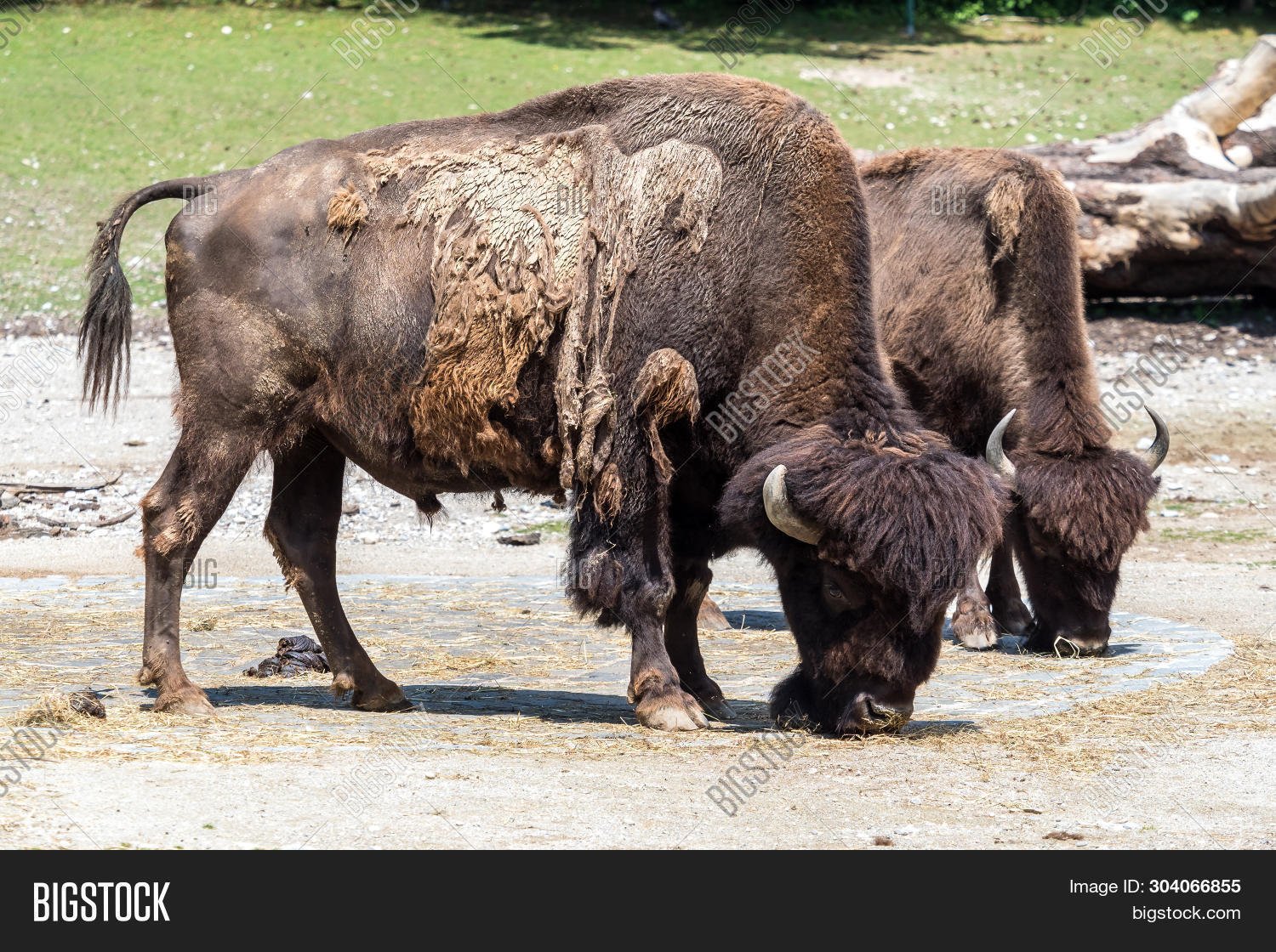 Imagen y foto American Bison (prueba gratis) | Bigstock