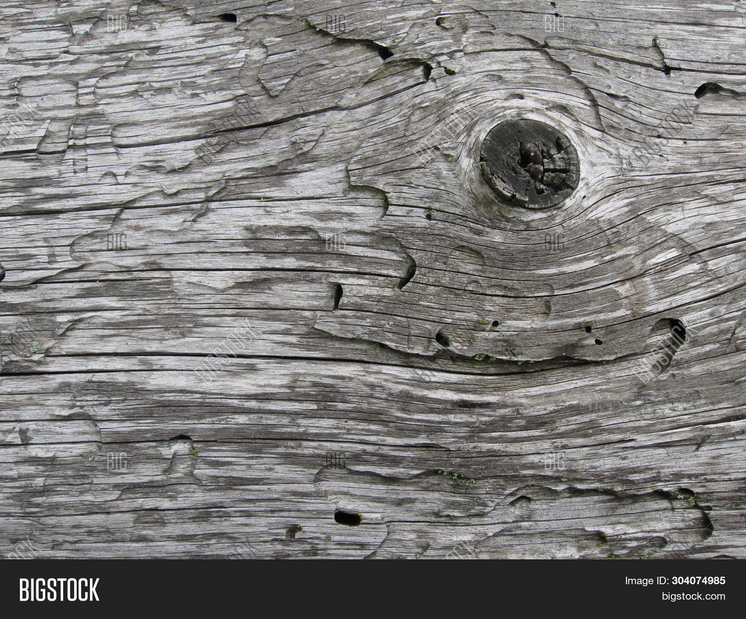 Gray Texture Old Tree Image & Photo (Free Trial) | Bigstock