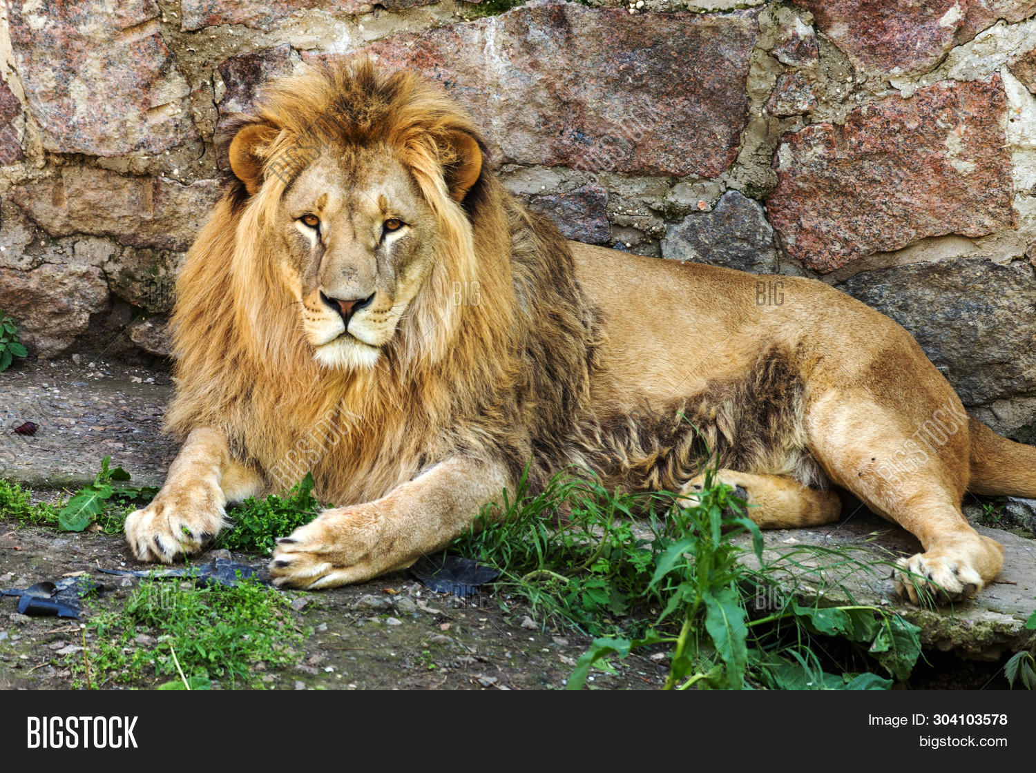 Big African Lion Lies Image & Photo (Free Trial) | Bigstock