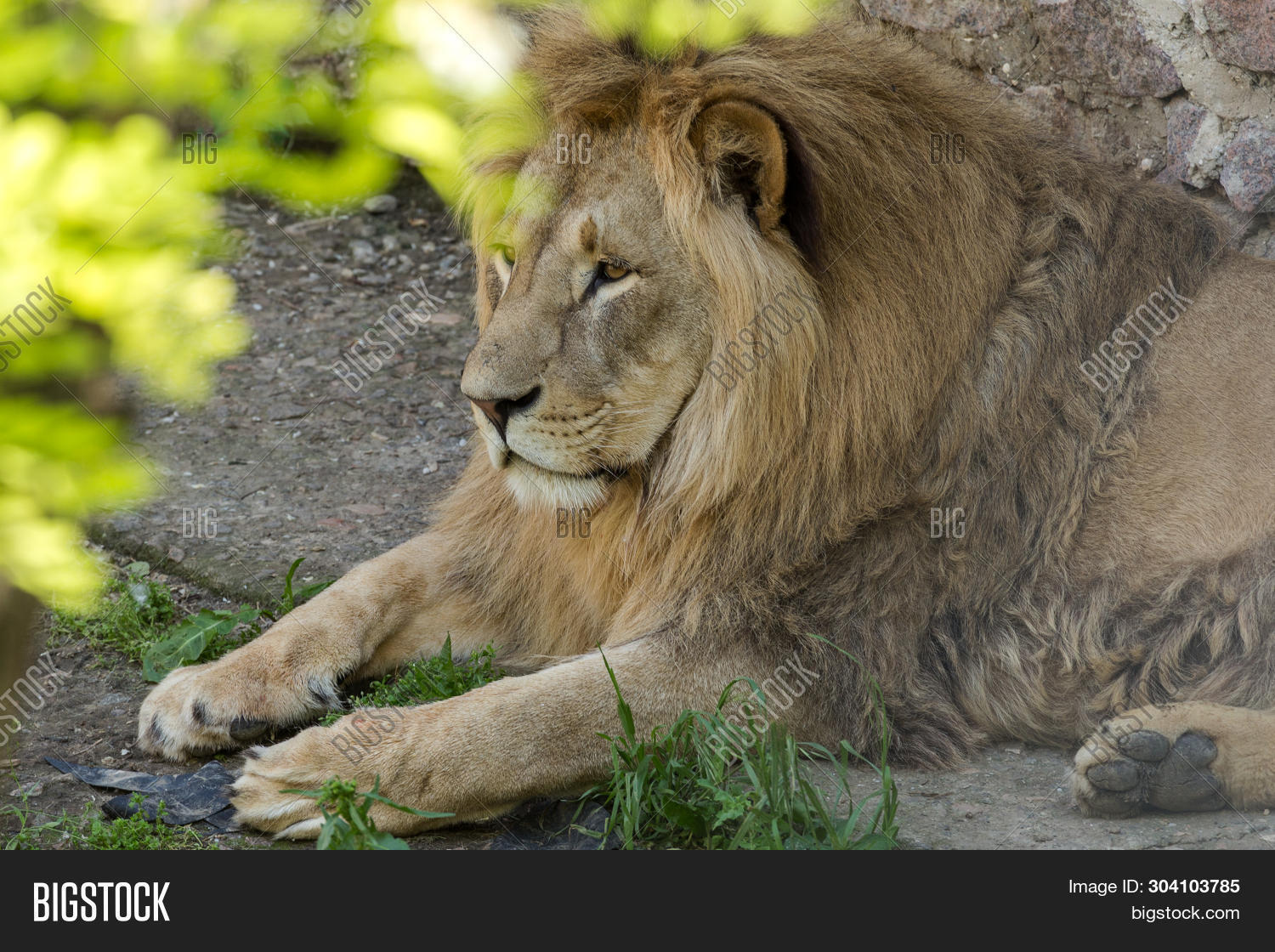 Big African Lion Lies Image & Photo (Free Trial) | Bigstock