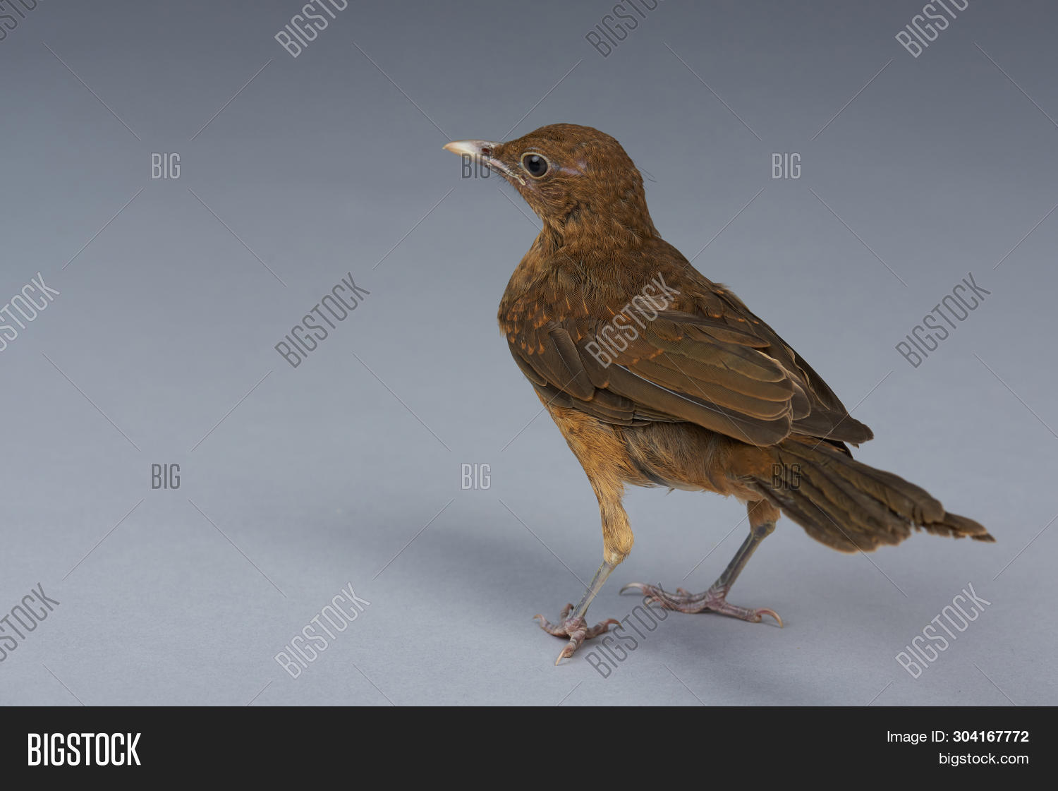 Brown Bird Back View Image & Photo (Free Trial) | Bigstock