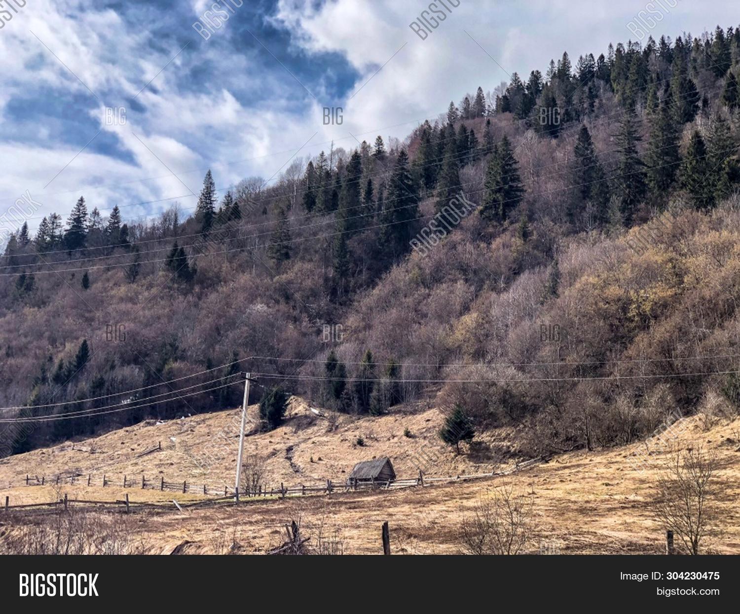 Big Forest Lots Image & Photo (Free Trial) | Bigstock
