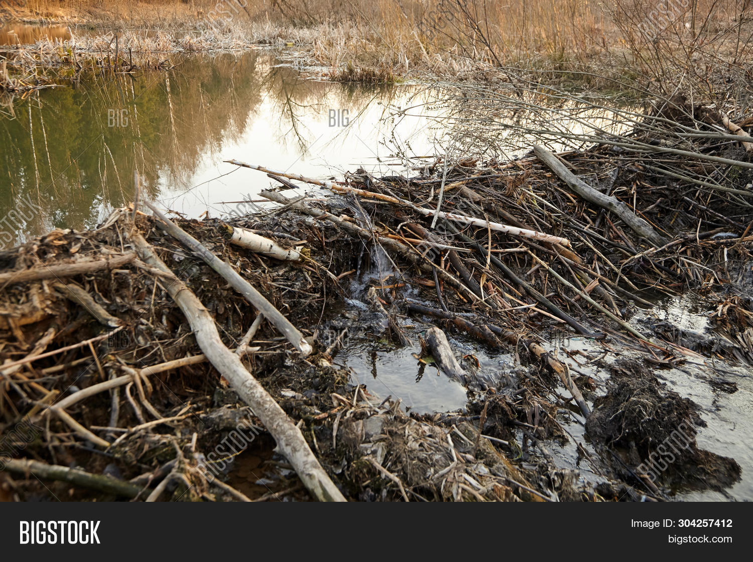 Beaver Dam Branches, Image & Photo (Free Trial) | Bigstock