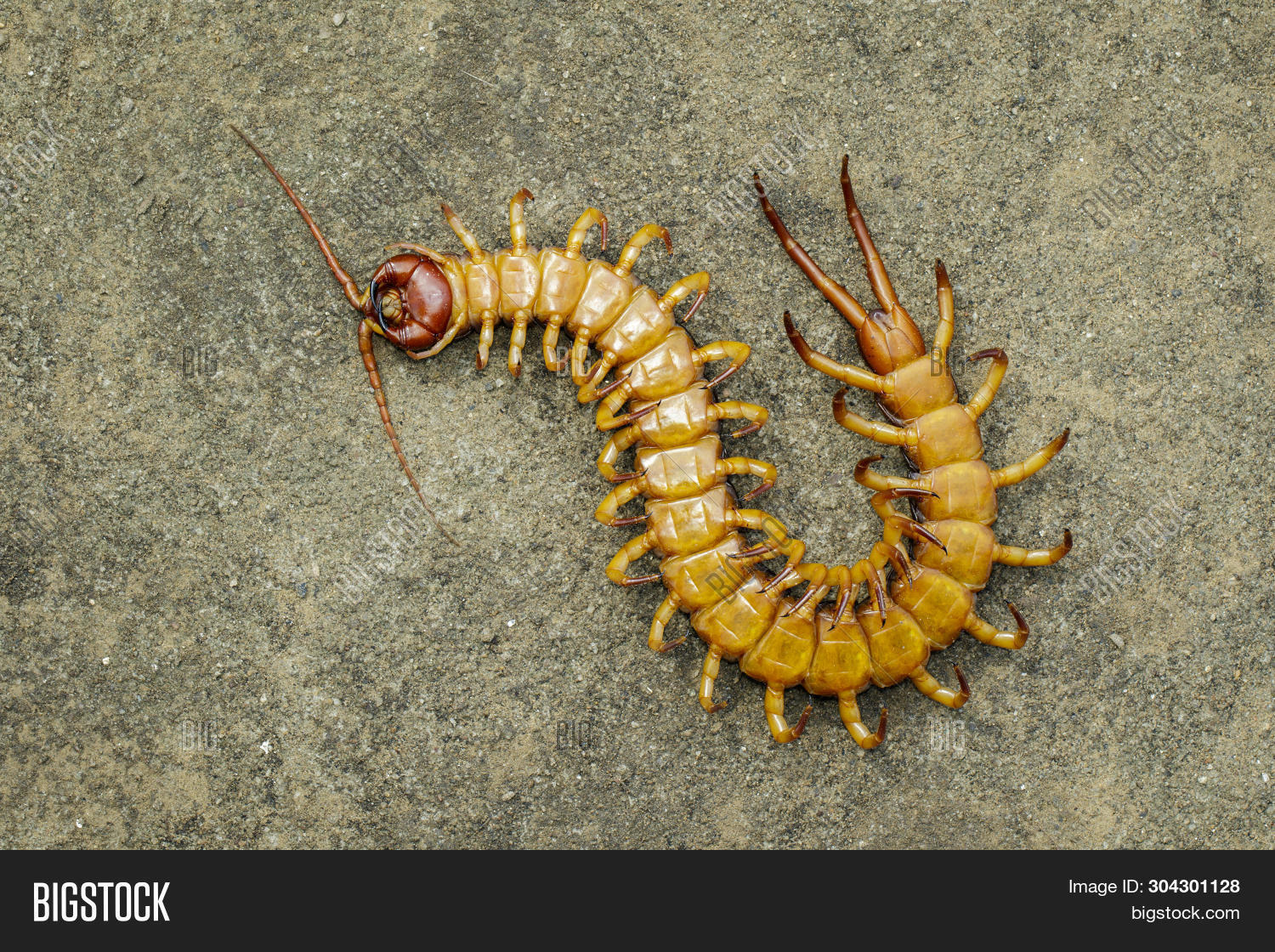 Image Dead Centipedes Image & Photo (Free Trial) | Bigstock