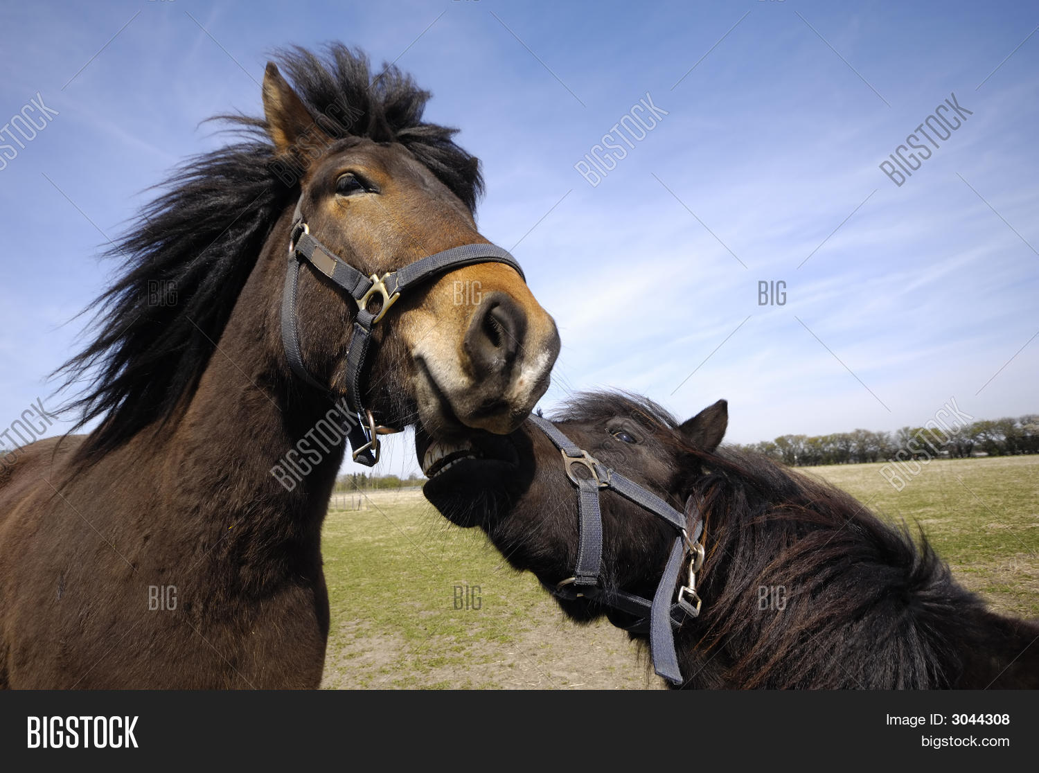 Sad Angry Horse Couple Image & Photo (Free Trial) | Bigstock