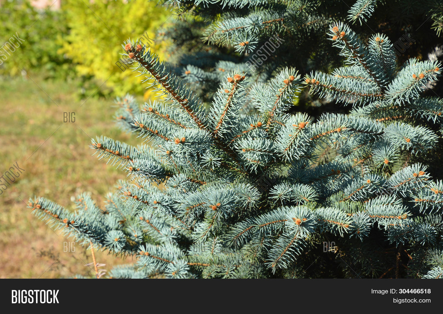 Blue Spruce Branches. Image & Photo (Free Trial) | Bigstock