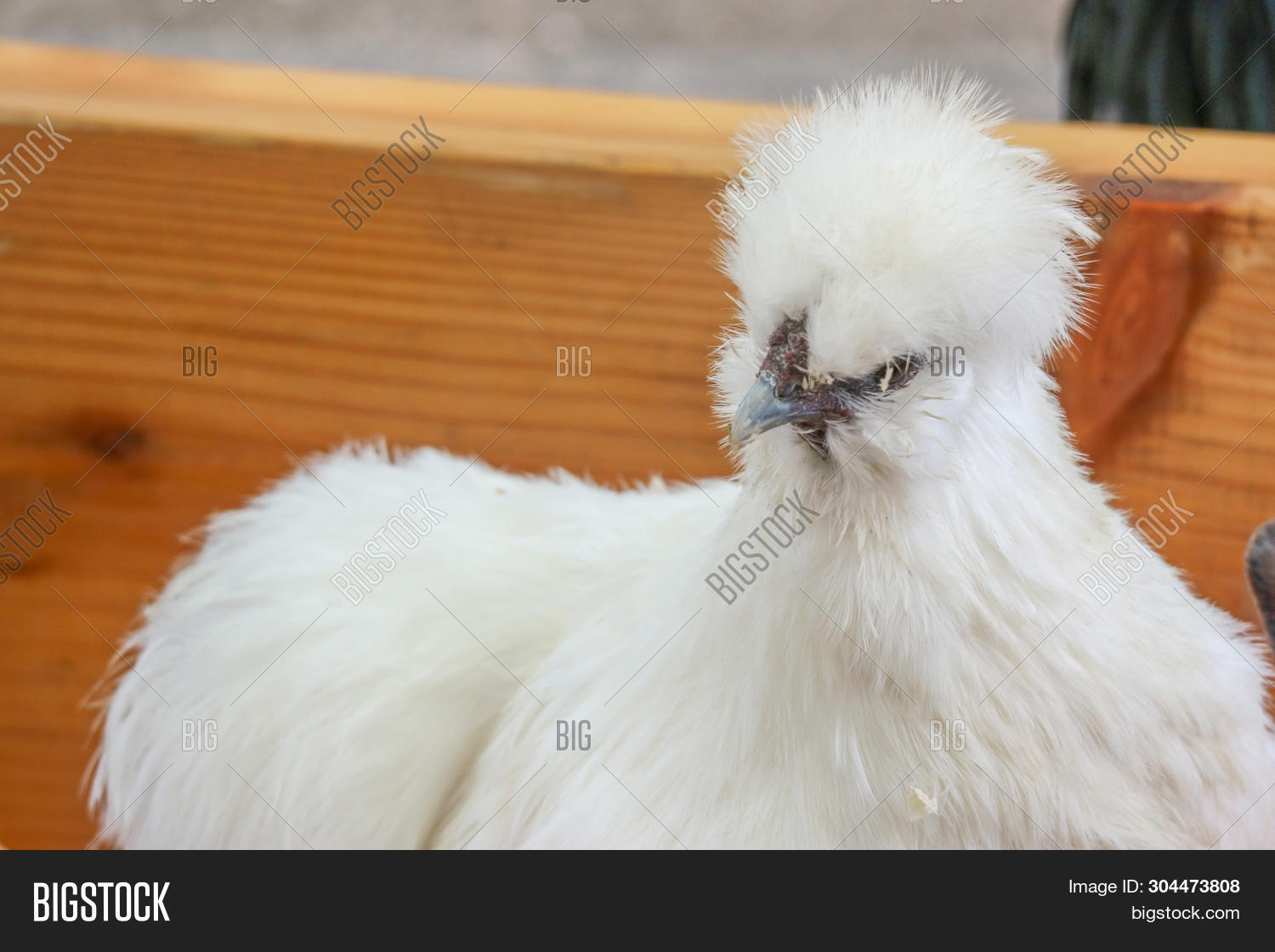 Cute Lovely Adorable Image & Photo (Free Trial) | Bigstock