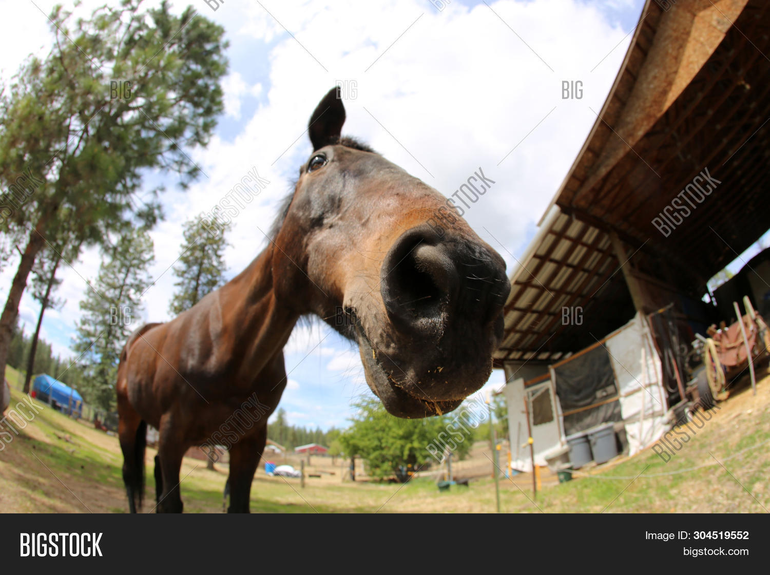 Horse. Fish Eye Lens Image & Photo (Free Trial) | Bigstock