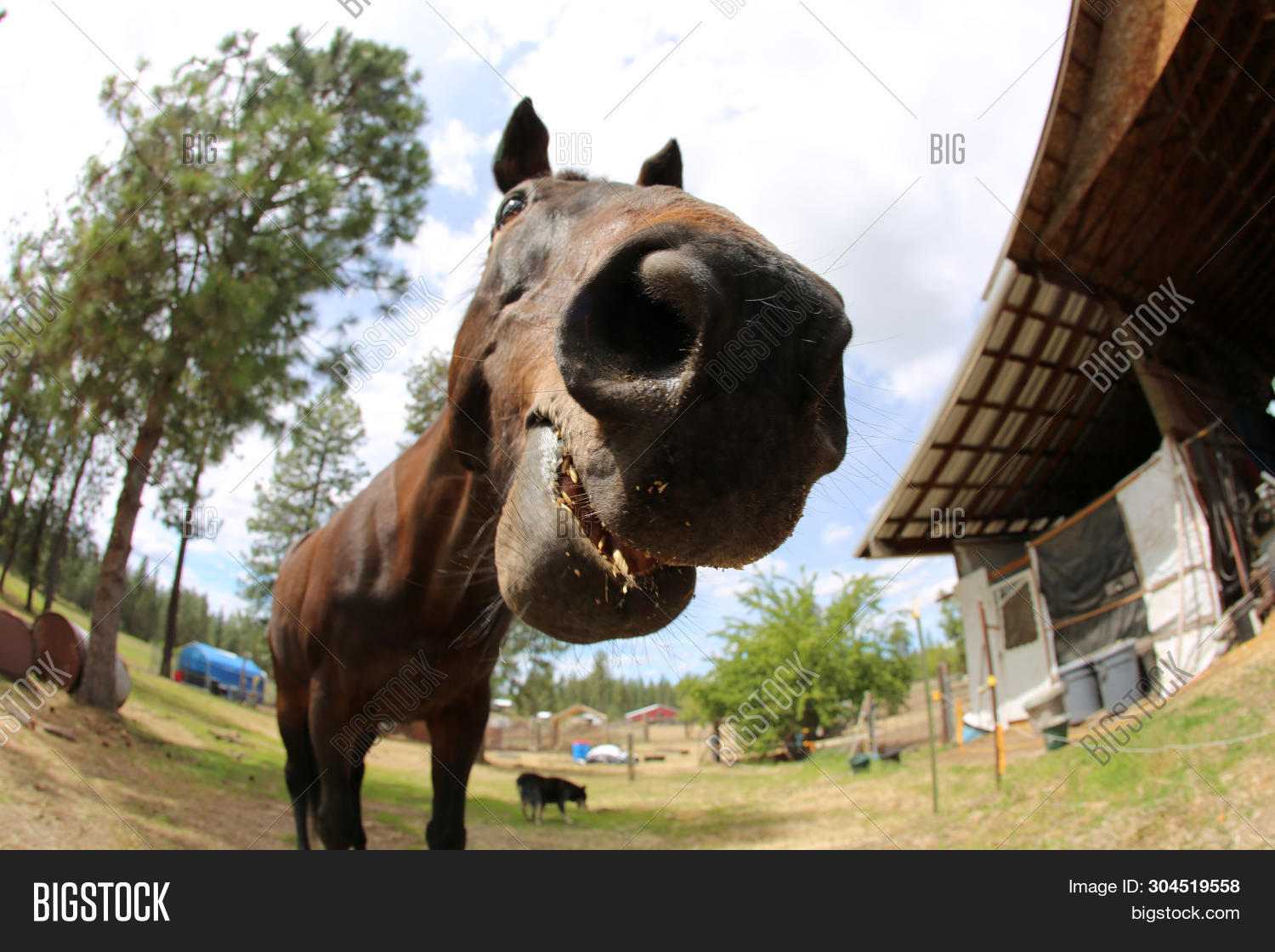 Horse. Fish Eye Lens Image & Photo (Free Trial) | Bigstock
