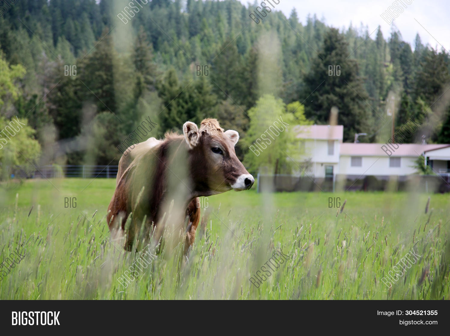 Cow. Beautiful Cow Image & Photo (Free Trial) | Bigstock