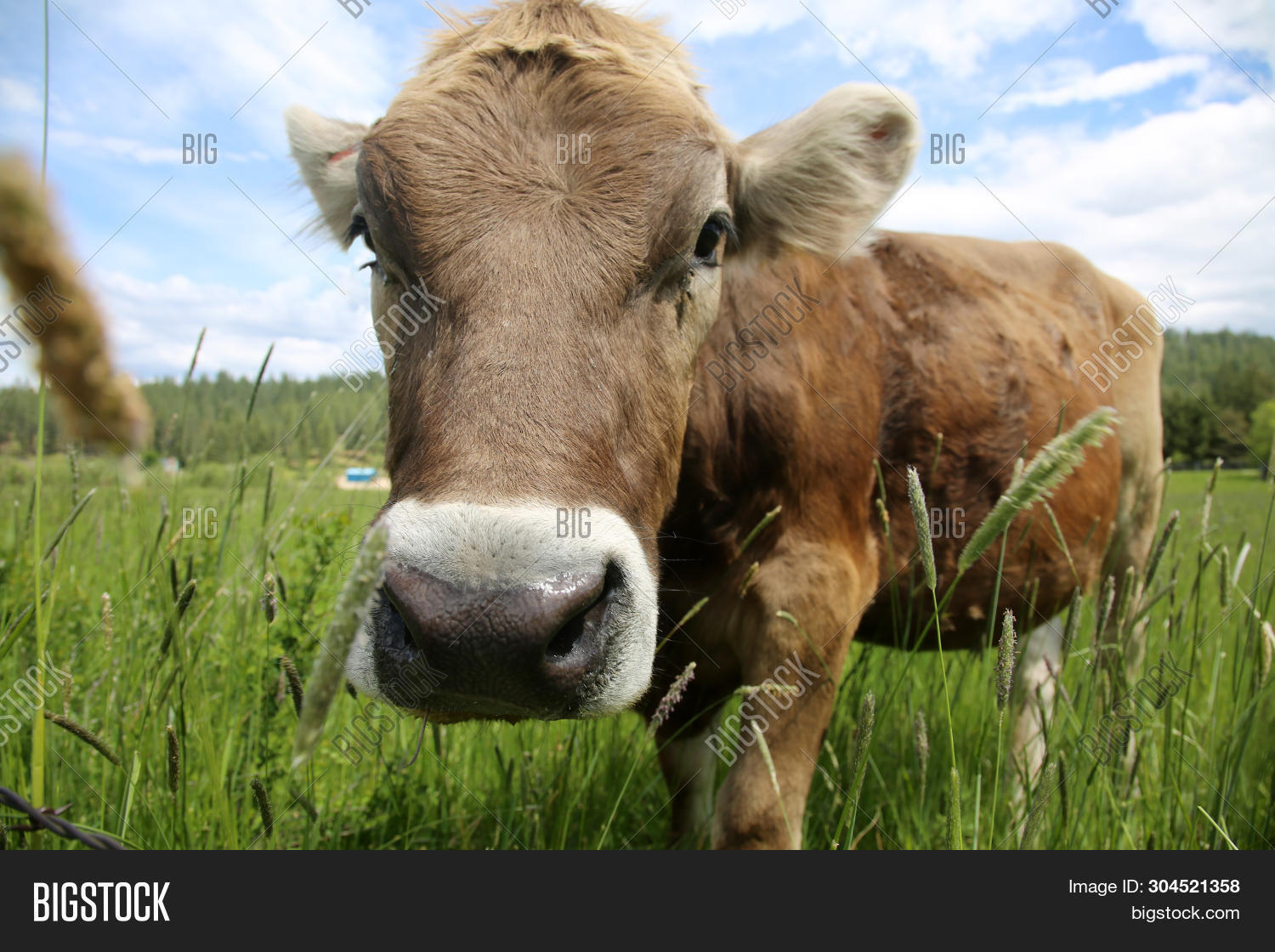 Cow. Beautiful Cow Image & Photo (Free Trial) | Bigstock
