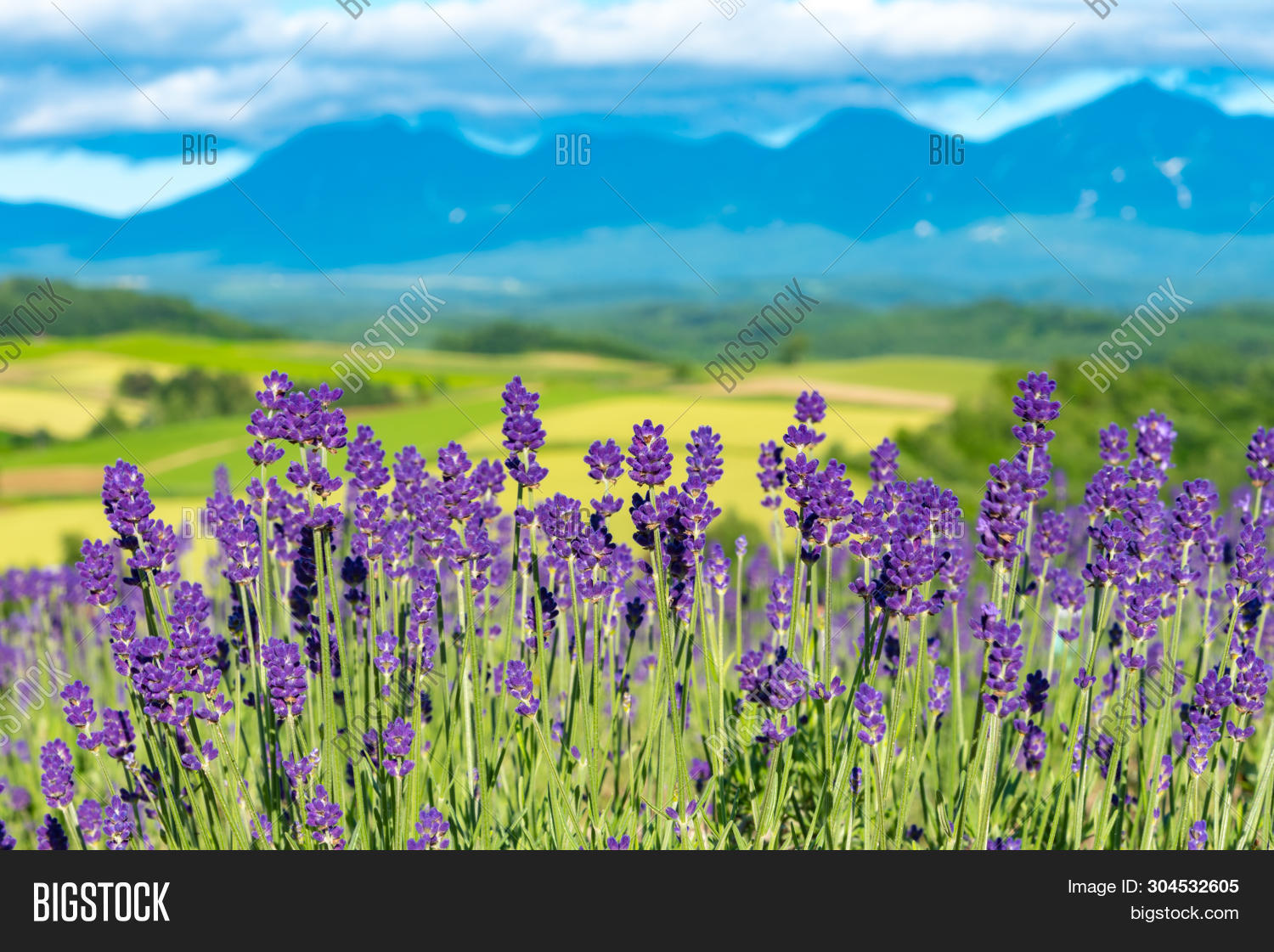 Close- Violet Lavender Image & Photo (Free Trial) | Bigstock