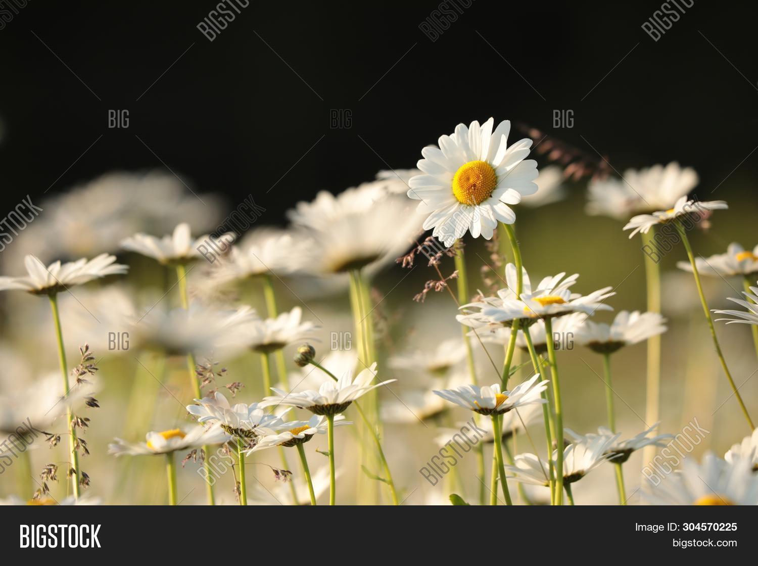 Daisies Spring Meadow Image & Photo (Free Trial) | Bigstock