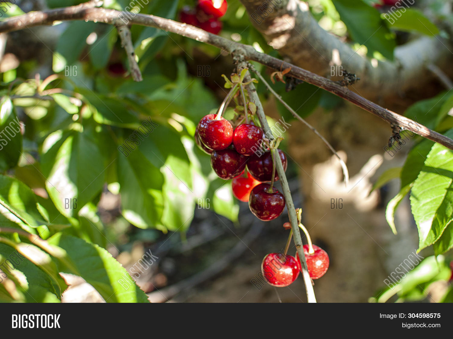 Cherry Leaf Stalk. Image & Photo (Free Trial) | Bigstock