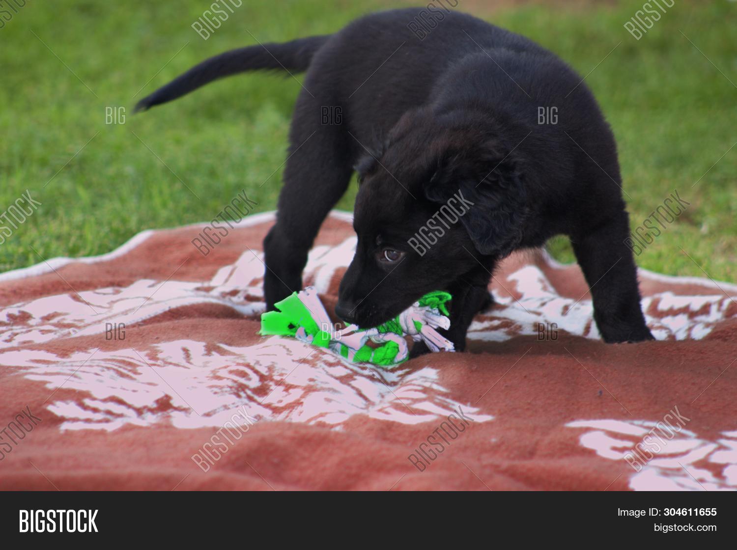 Black Dog Playing Toy Image & Photo (Free Trial) | Bigstock