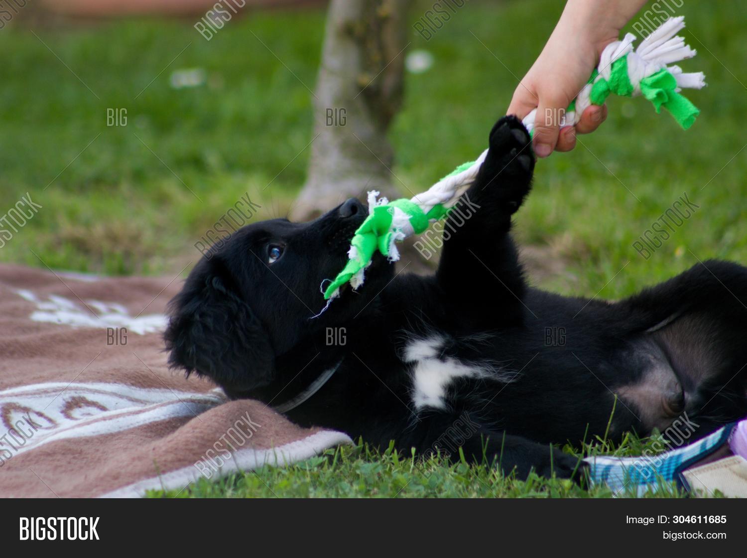 Black Dog Playing Toy Image & Photo (Free Trial) | Bigstock