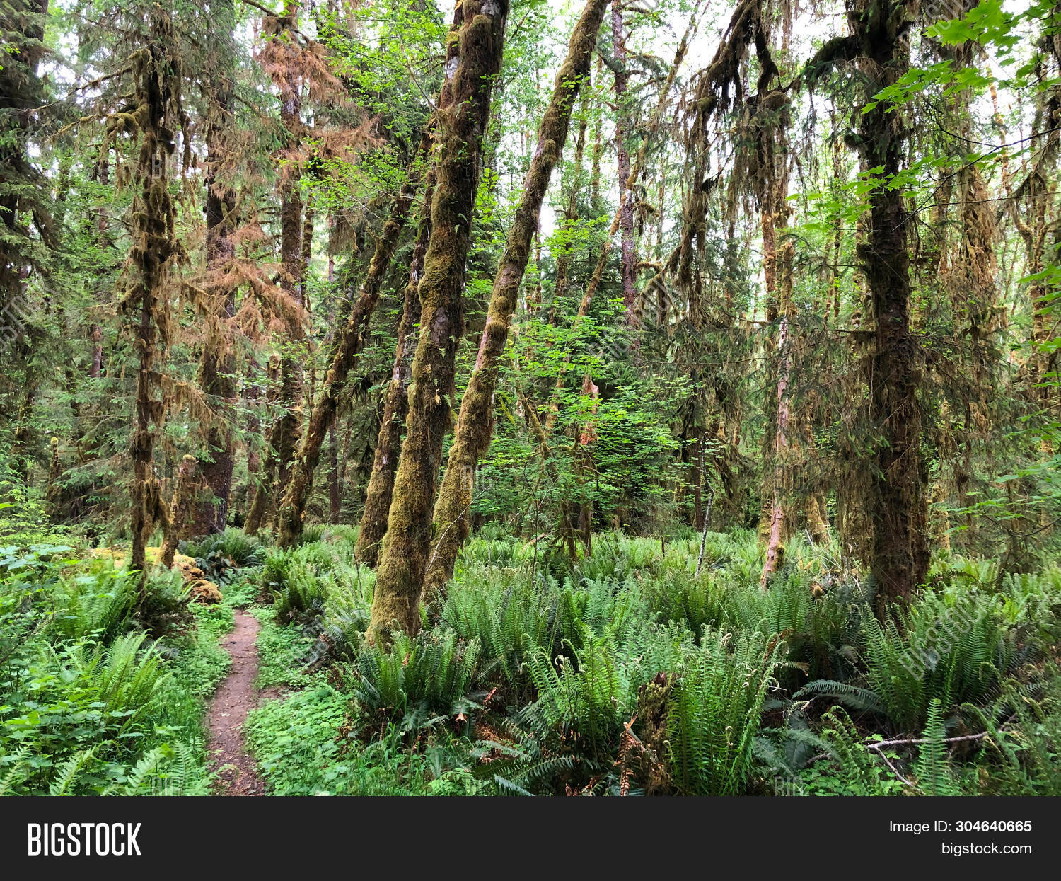 Imagen y foto Narrow Path Winding (prueba gratis) | Bigstock