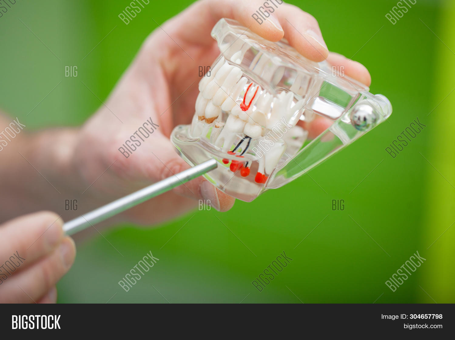 Dentist Hand Holding Image & Photo (Free Trial) | Bigstock