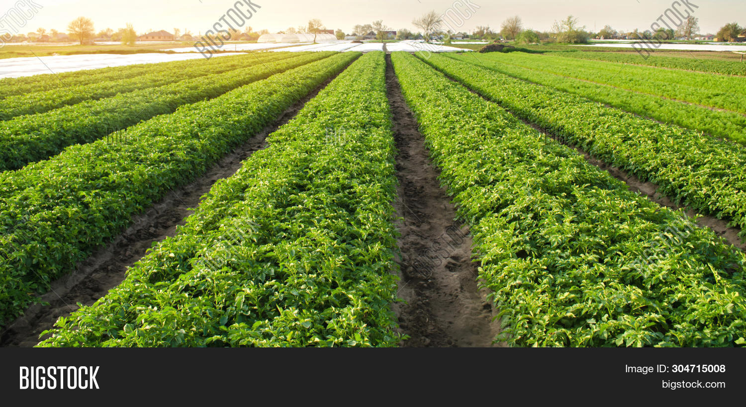 Potato Plantations Image & Photo (Free Trial) | Bigstock