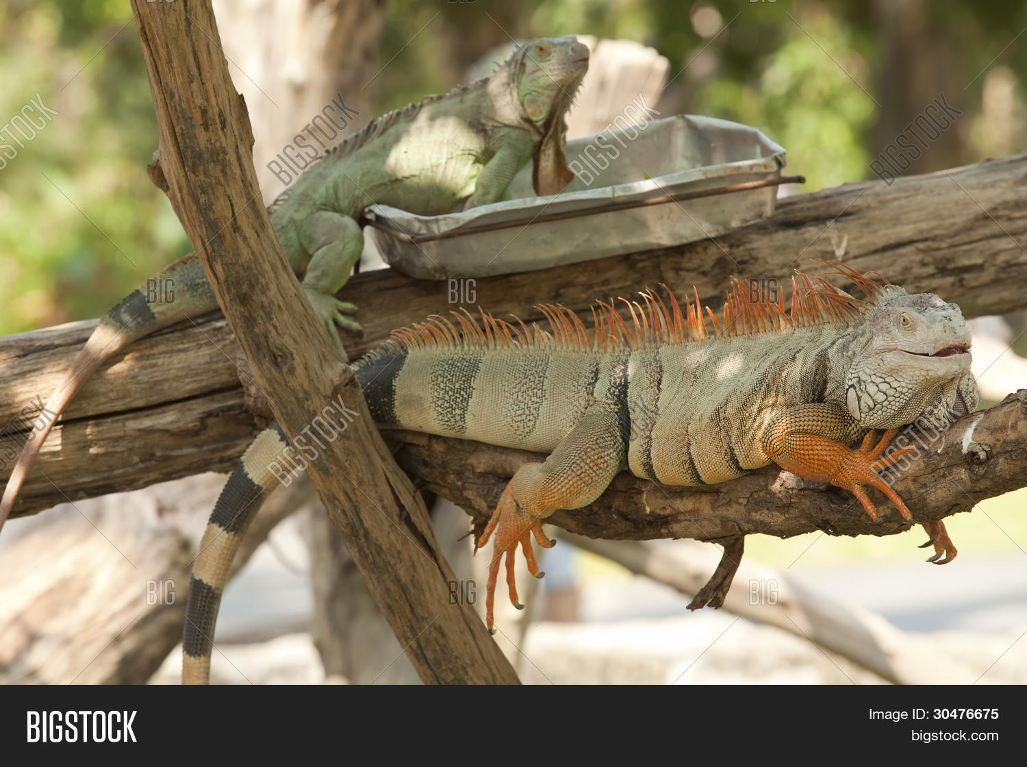 Orange Iguana Image & Photo (Free Trial) | Bigstock
