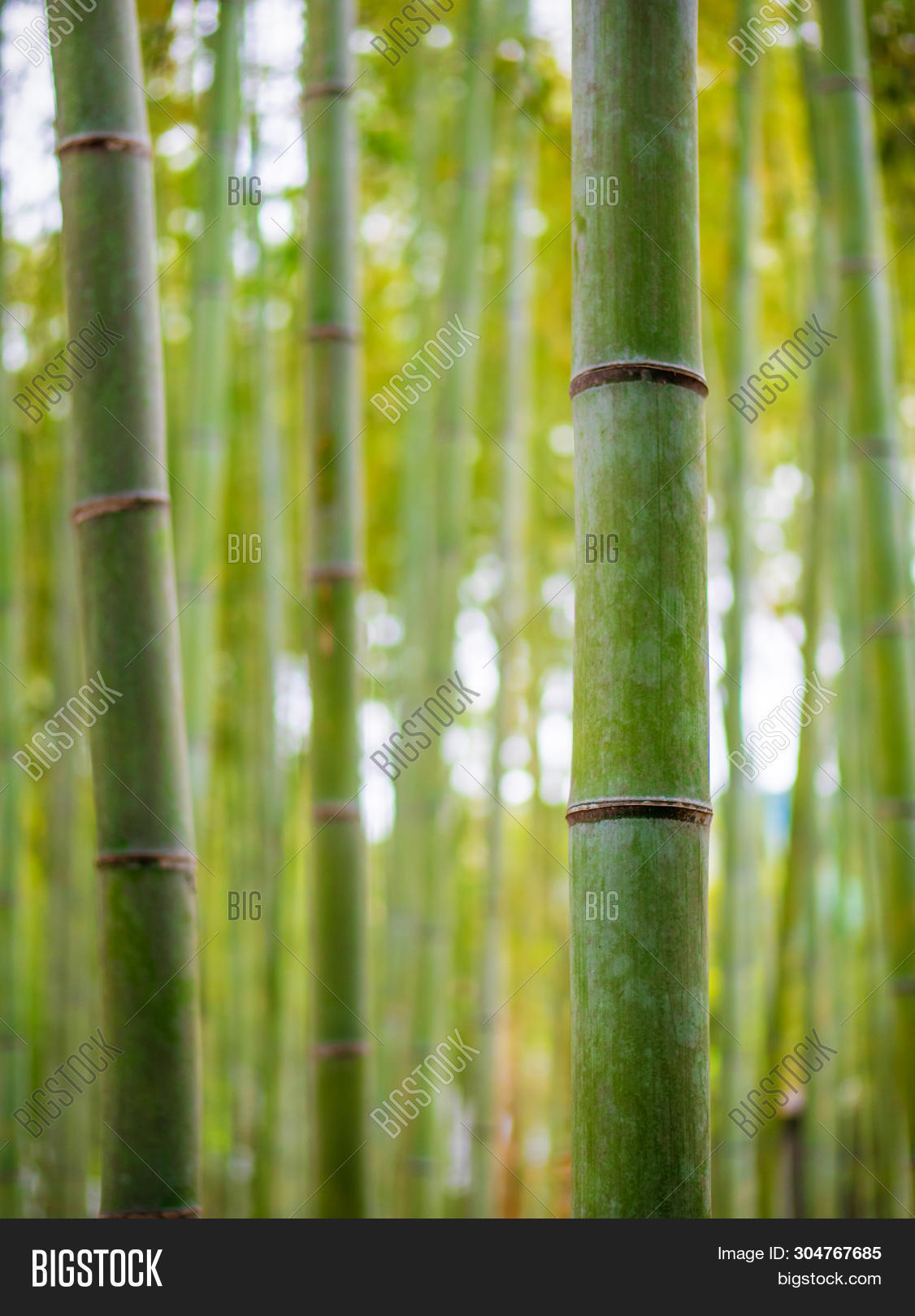 Bamboo Tree Arashiyama Image & Photo (Free Trial) | Bigstock