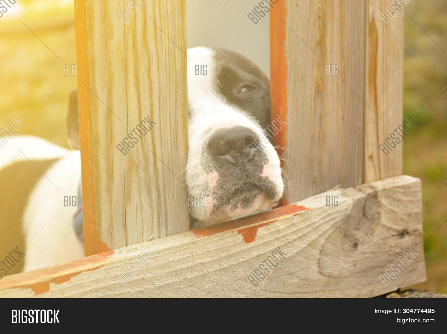 Side View Adorable Dog Image & Photo (Free Trial) | Bigstock