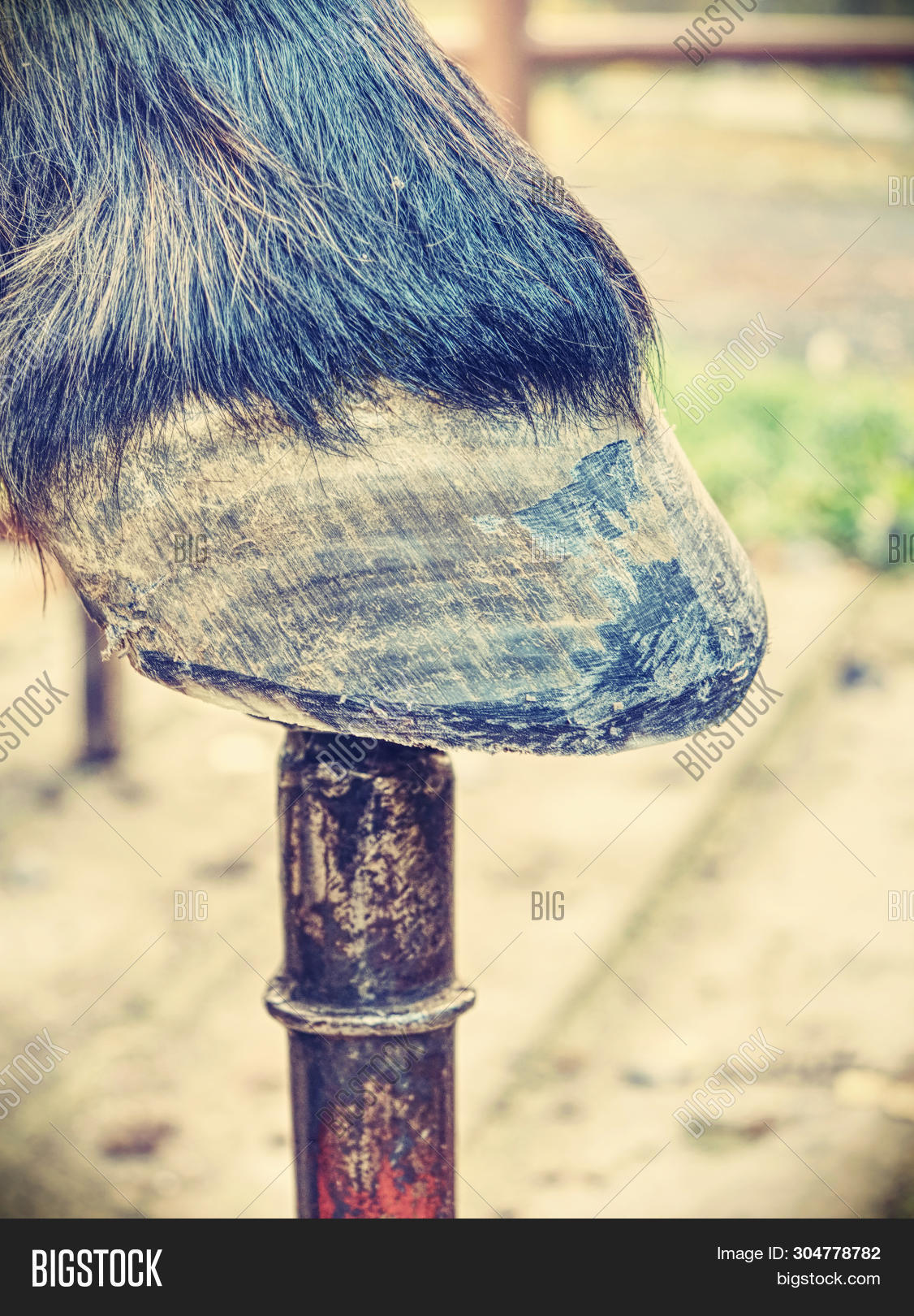 Farrier Work. Clear Image & Photo (Free Trial) | Bigstock