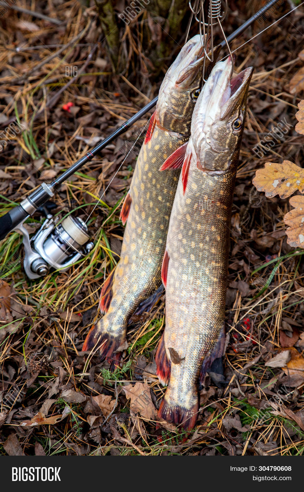 Freshwater Pike Fish. Image & Photo (Free Trial) | Bigstock