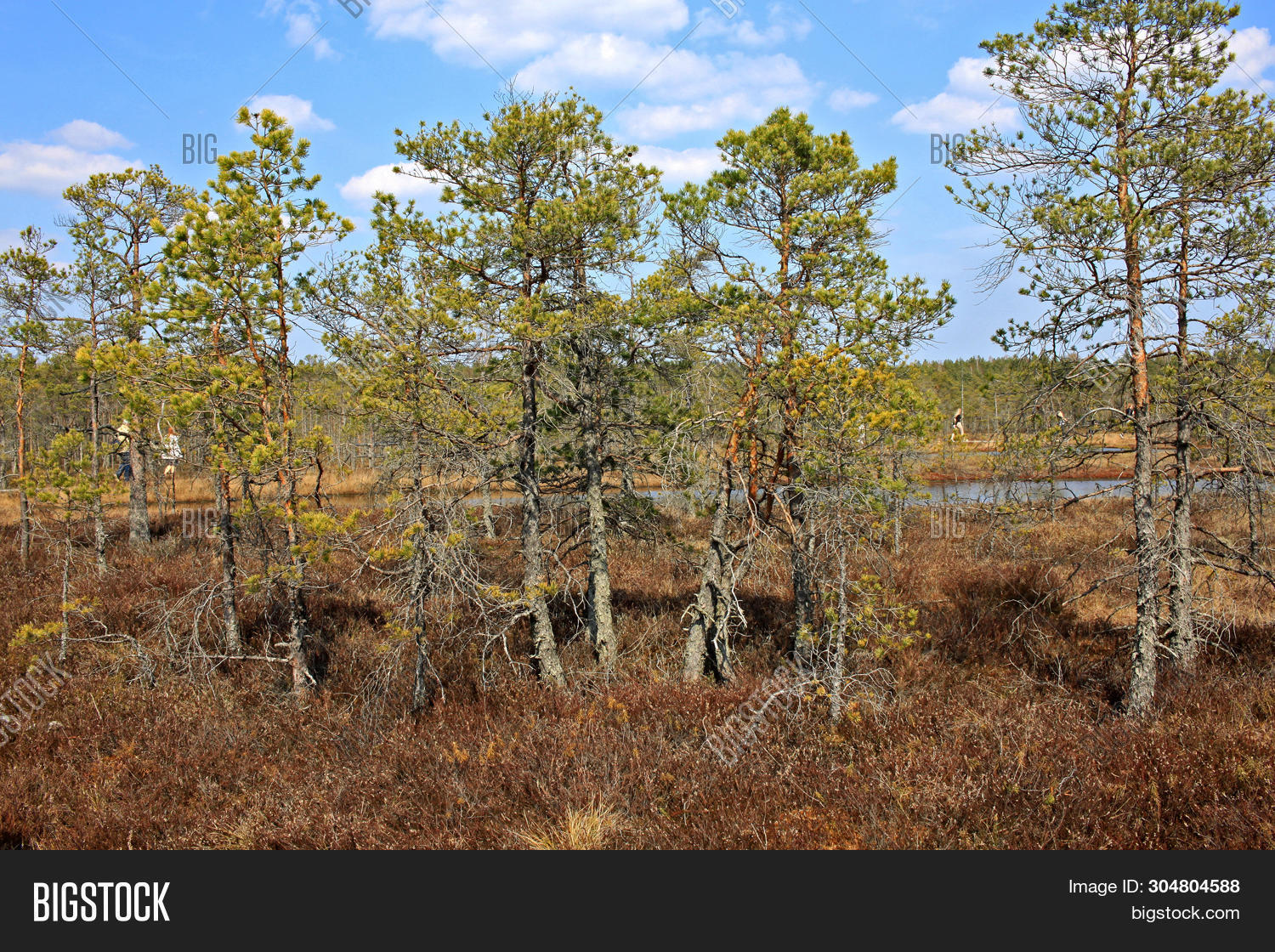 Great Kemeri Bog Image & Photo (Free Trial) | Bigstock