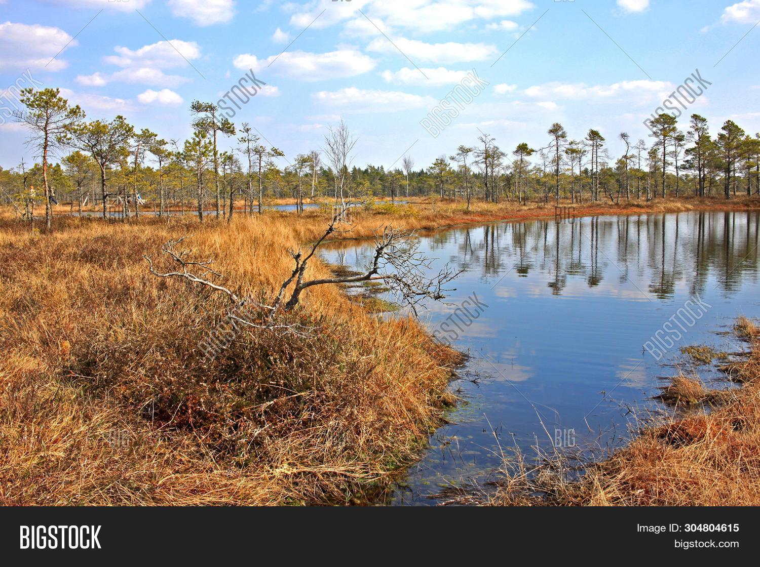 Great Kemeri Bog Image & Photo (Free Trial) | Bigstock