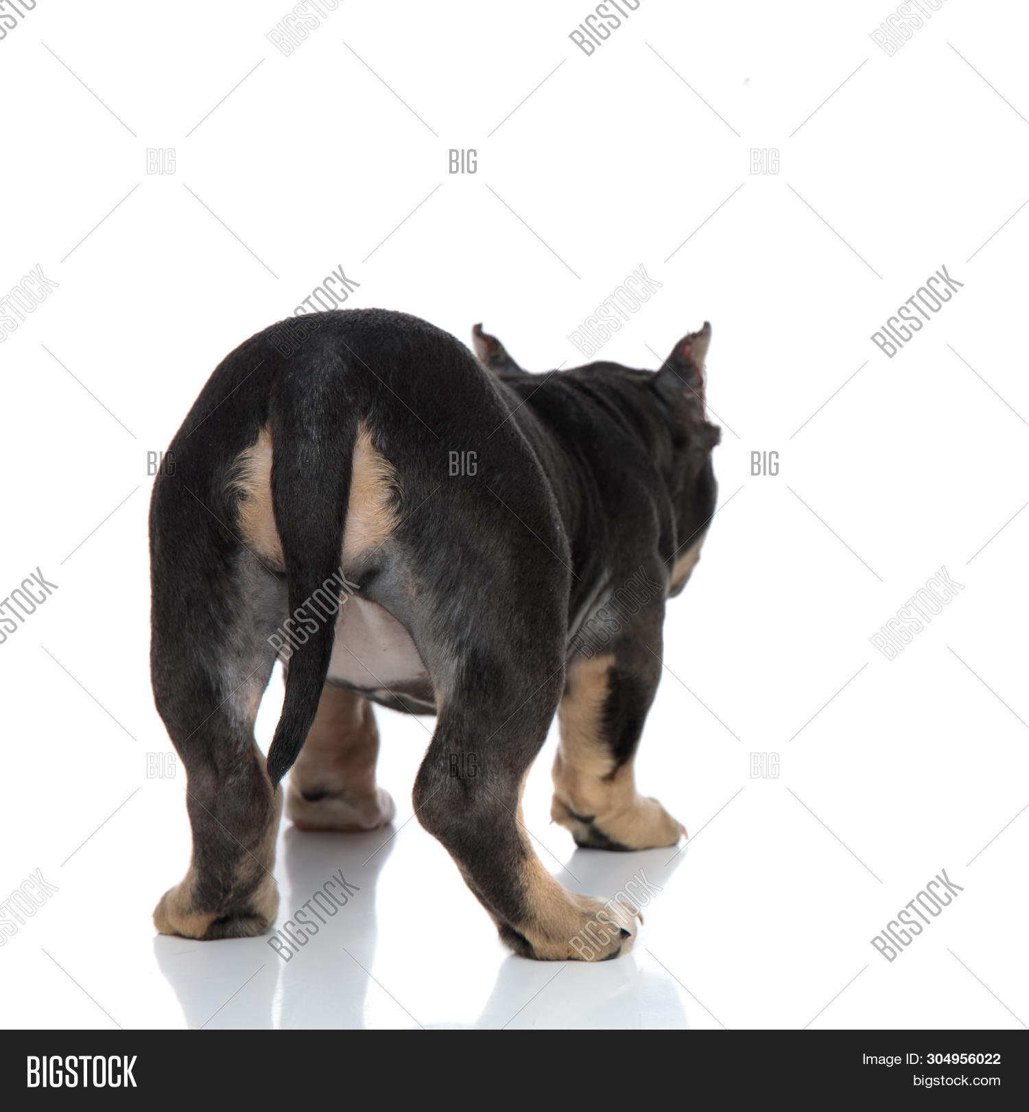 Rear View Black Image & Photo (Free Trial) | Bigstock