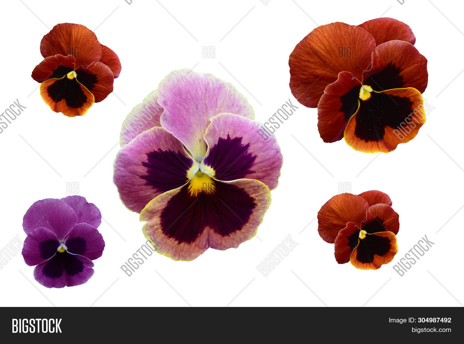 Isolated Flower Garden Image & Photo (Free Trial) | Bigstock