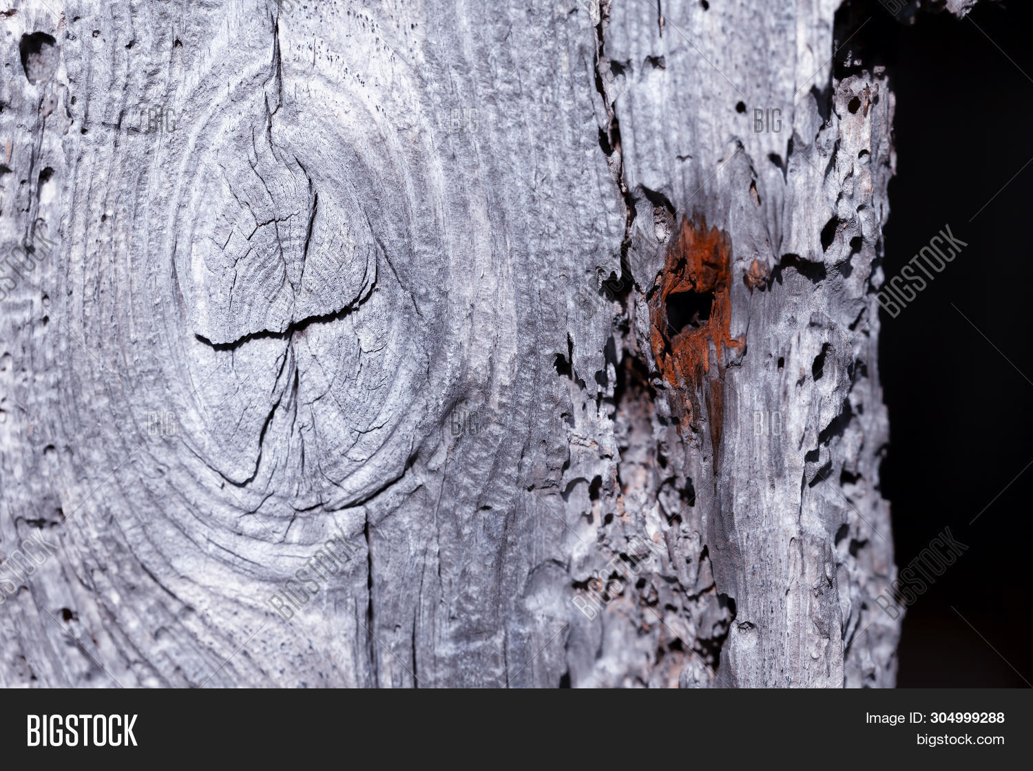 Old Decayed Wood Image & Photo (Free Trial) | Bigstock