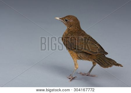 Brown Bird Back View Image & Photo (Free Trial) | Bigstock