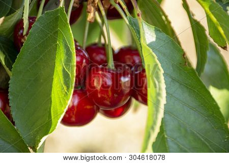Cherry Leaf Stalk. Image & Photo (Free Trial) | Bigstock